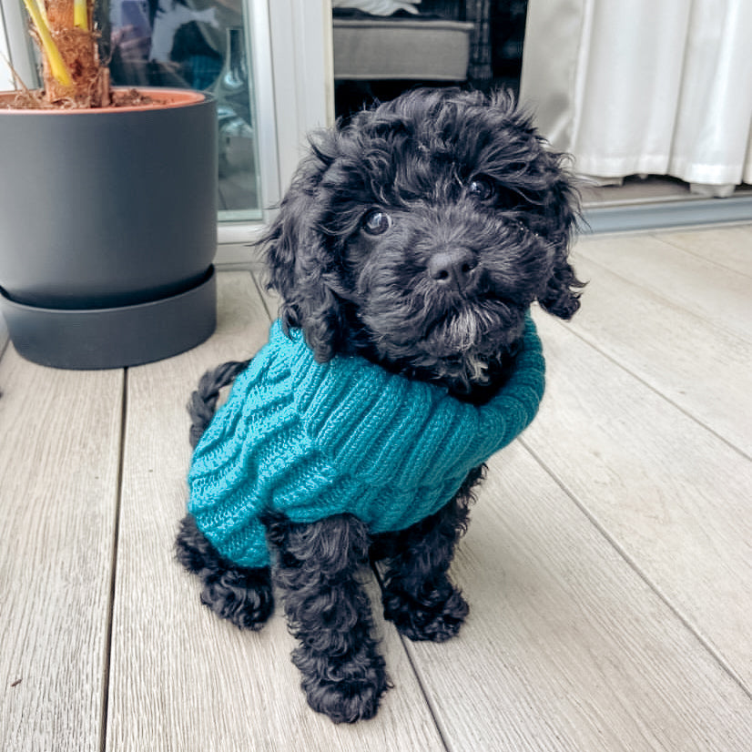 Teal dog sweater store